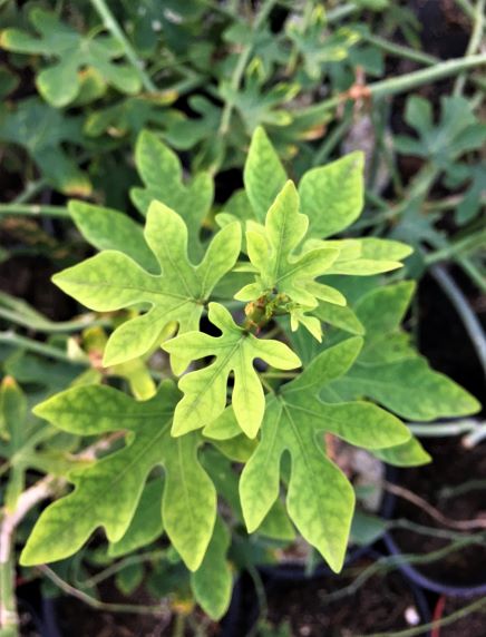 Adenia venenata | The Cactus King
