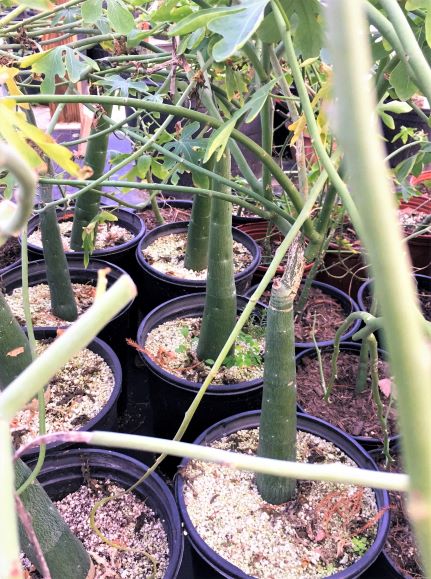 Adenia venenata | The Cactus King