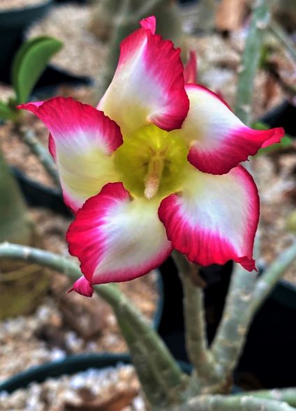 Adenium obesum | The Cactus King