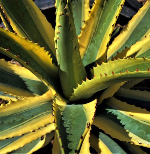 Agave cornelius | The Cactus King