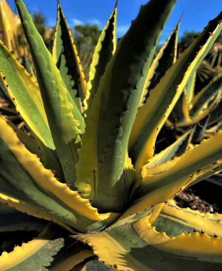 Succulent Farm & Nursery ~ Proudly Serving Retail and Wholesale ...