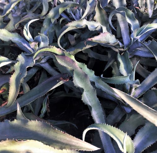 Agave gypsophila var. Blue Wave | The Cactus King