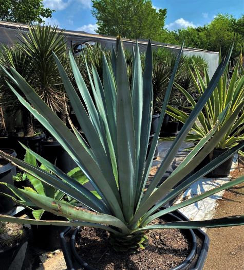 Agave tequilana | The Cactus King