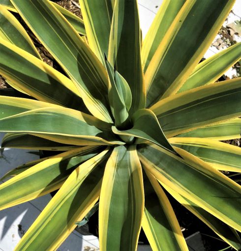 Agave weberi var. Arizona Star | The Cactus King