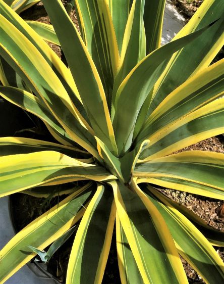 Agave weberi var. Arizona Star | The Cactus King