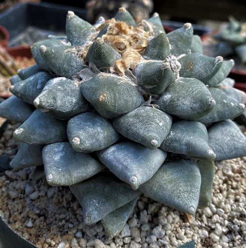 Ariocarpus furfuraceus var. Wide Leaf | The Cactus King