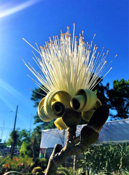 Bombax ellipticum var. Alba | The Cactus King