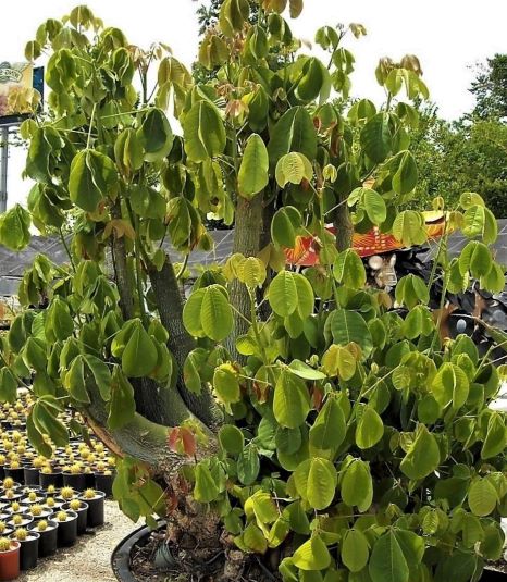 Bombax ellipticum var. Alba | The Cactus King