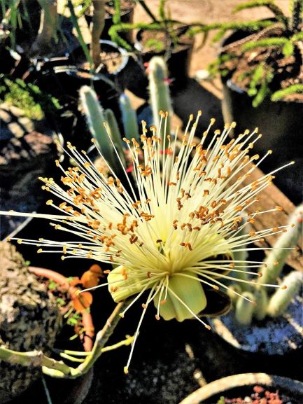 Bombax ellipticum var. Alba | The Cactus King