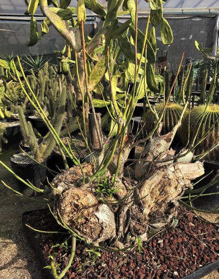 Bombax ellipticum var. Alba | The Cactus King