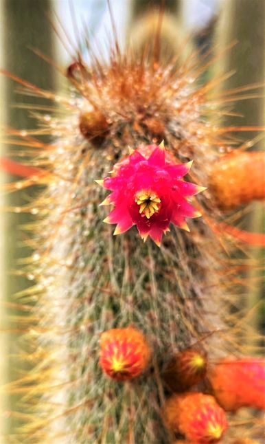Cleistocactus strausii | The Cactus King