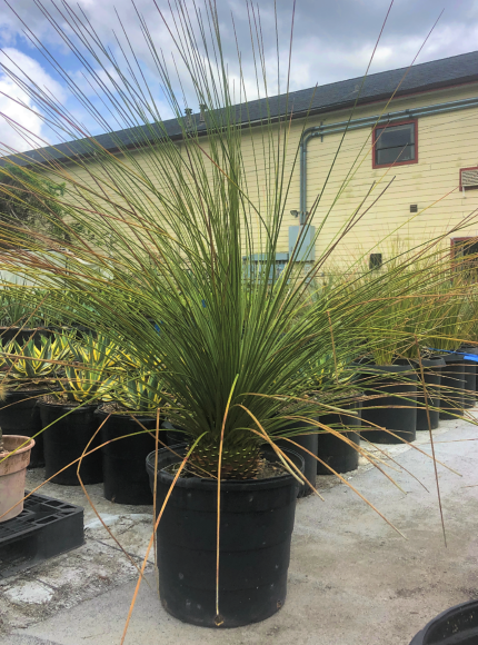 Dasylirion longissimum | The Cactus King