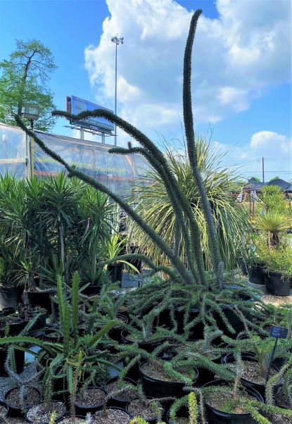 Didierea trollii | The Cactus King