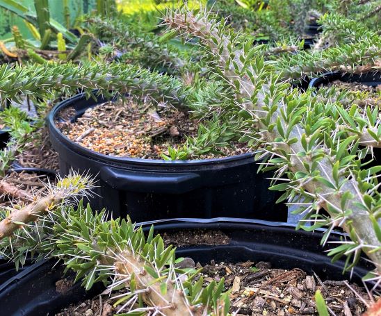 Didierea trollii | The Cactus King