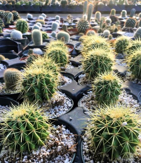 Cactus Gift Packs | The Cactus King