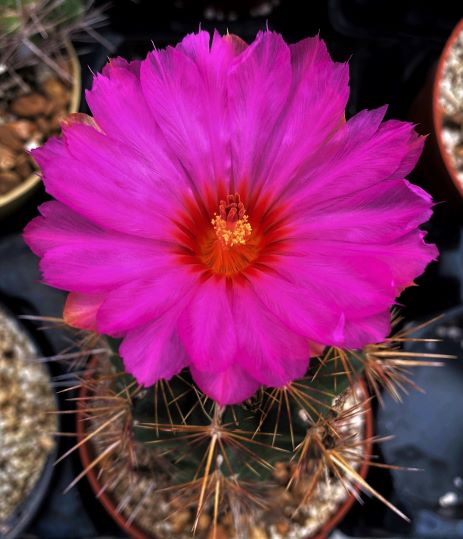Thelocactus bicolor | The Cactus King
