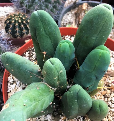 Trichocereus bridgesii var. Monstrosus (this is a real plant, we ...