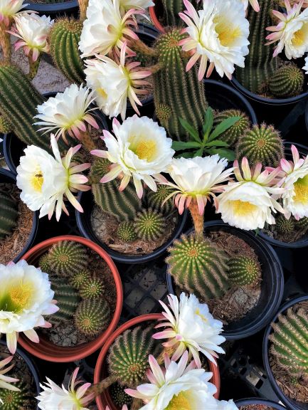 Succulent Farm & Nursery ~ Proudly Serving Retail and Wholesale ...