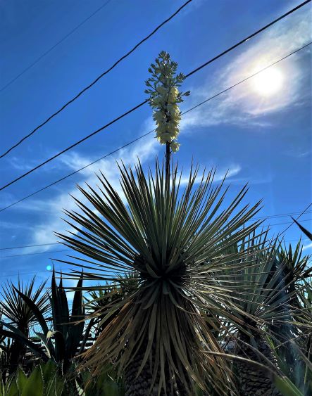 Yucca rigida | The Cactus King