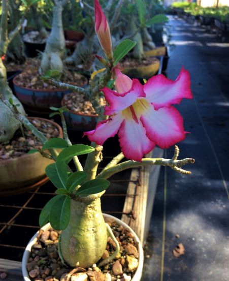 Adenium obesum | The Cactus King