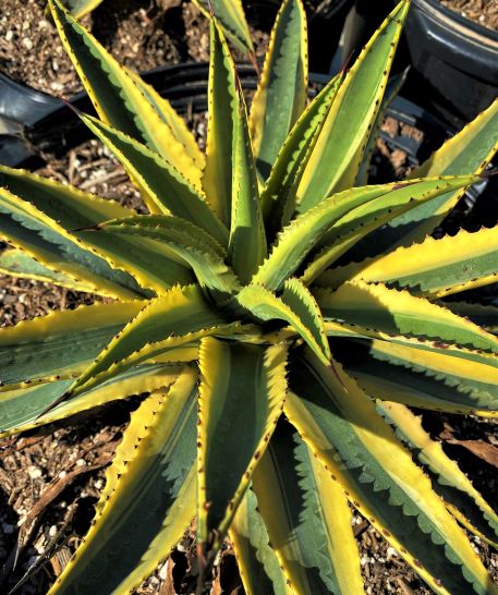 Agave cornelius | The Cactus King