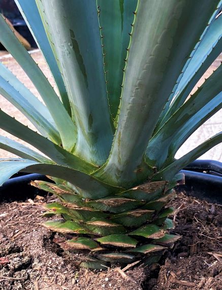 Agave tequilana | The Cactus King