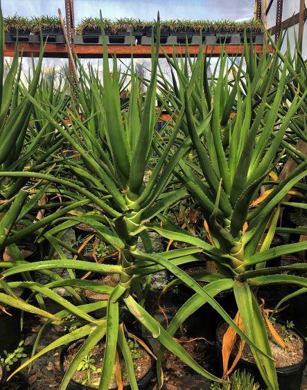 Aloe Bainesii | The Cactus King