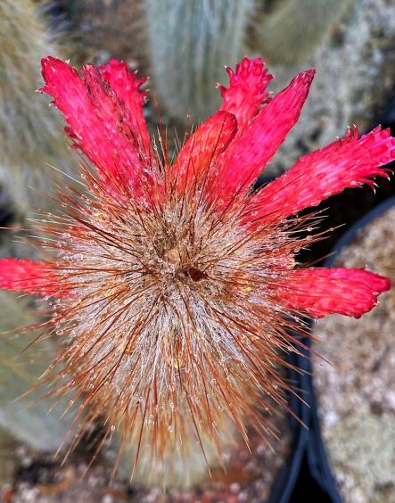 Cleistocactus strausii | The Cactus King