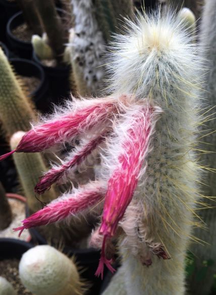 Cleistocactus strausii | The Cactus King