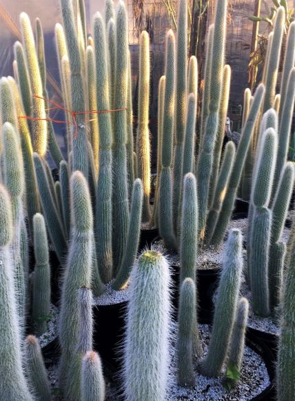 Cleistocactus strausii | The Cactus King