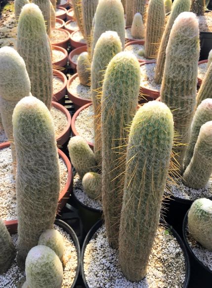 Espostoa lanata | The Cactus King