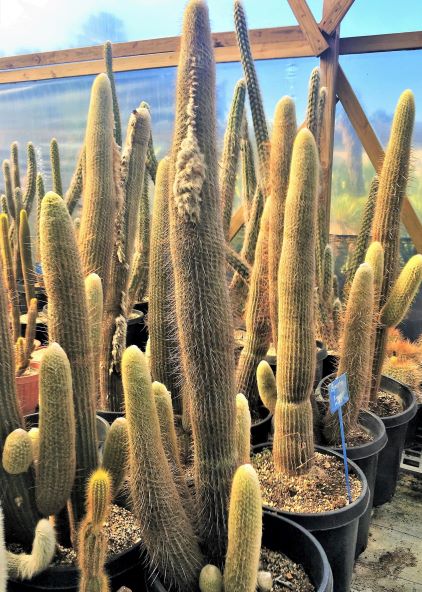 Espostoa lanata | The Cactus King