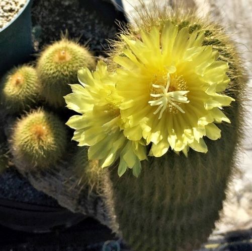 Notocactus leninghausii | The Cactus King