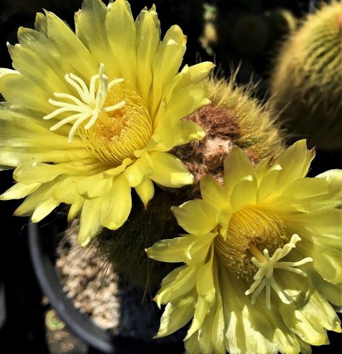 Notocactus leninghausii | The Cactus King