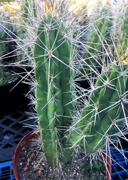 Stetsonia coryne | The Cactus King
