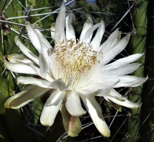 Stetsonia coryne | The Cactus King